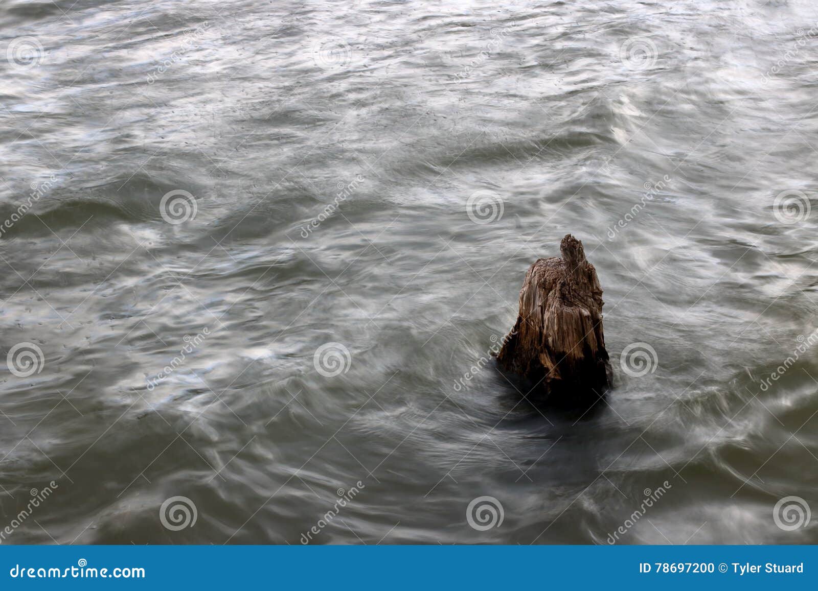 Tree stump in the water stock photo. Image of reservoir - 78697200