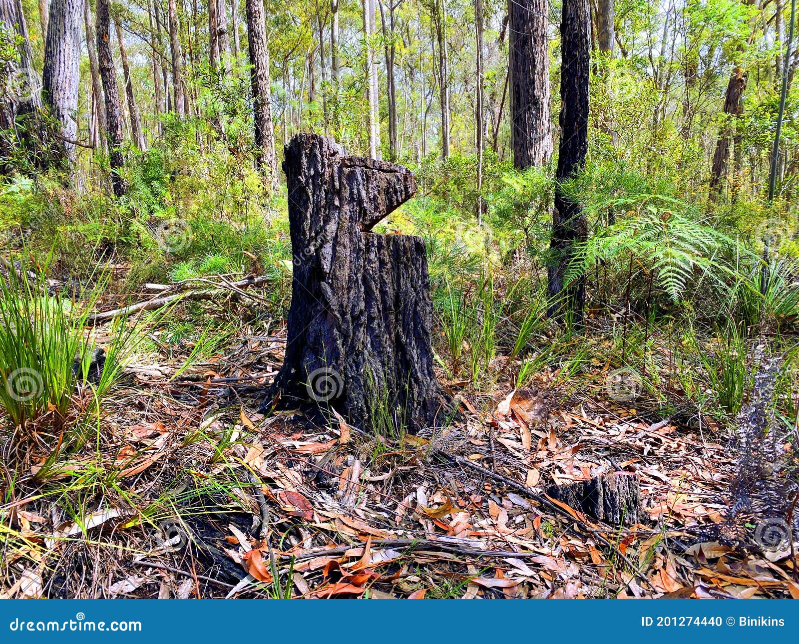 A Tree Stump with a Wedge Cut Out of it Stock Photo - Image of hand ...