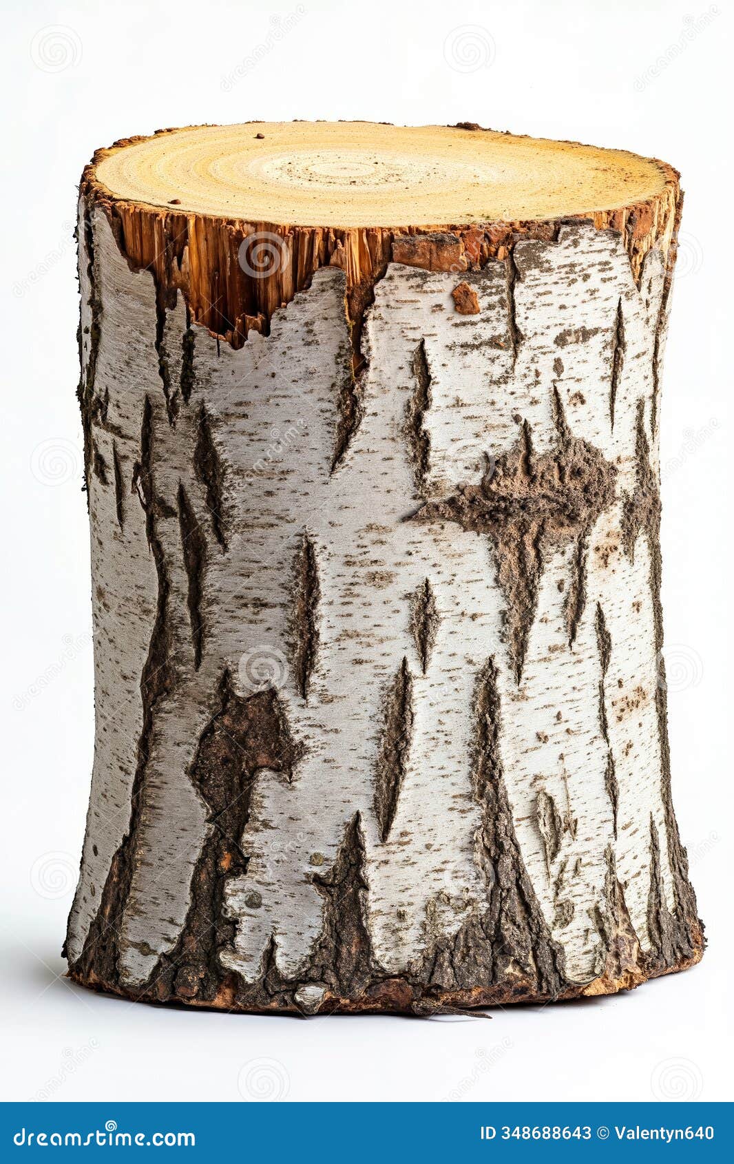 A Tree Stump with a White Background Stock Image - Image of areas ...