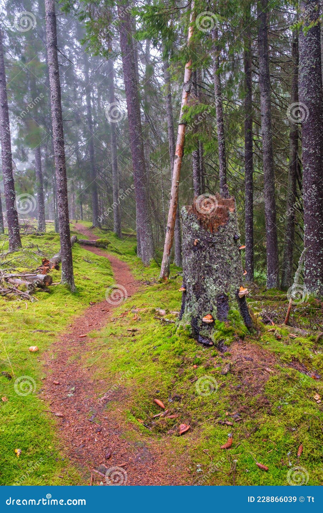 Tree Stump by a Winding Path in the Forest Stock Image - Image of ...