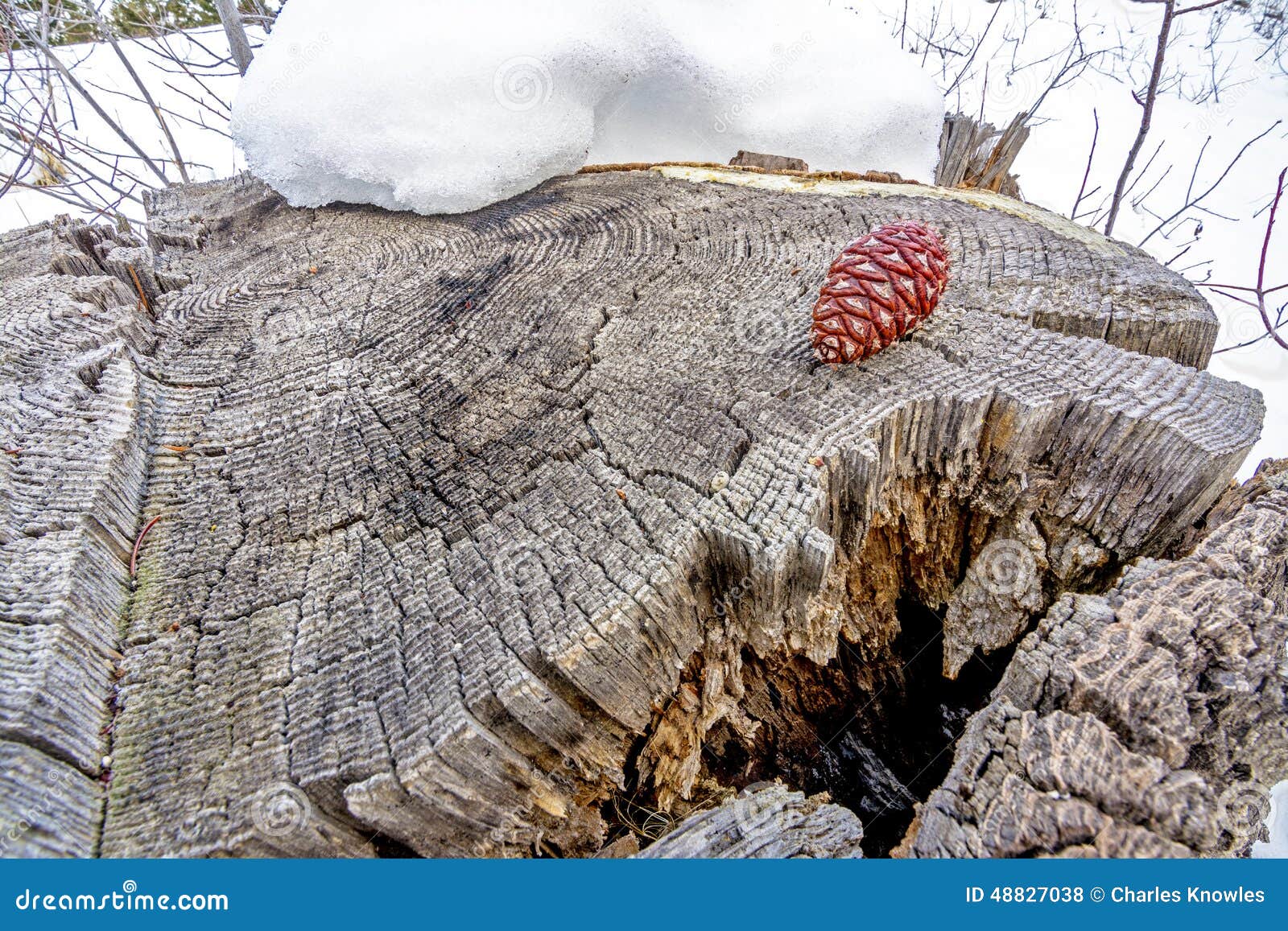 Tree Stump in Winter with a Pine Cone Stock Photo - Image of trees ...