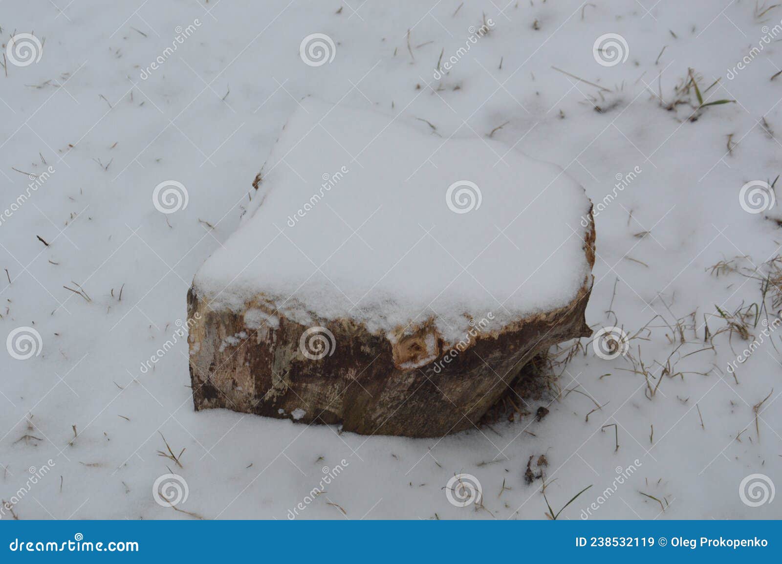 Tree Stump in Winter in the Snow Stock Image - Image of scenic ...