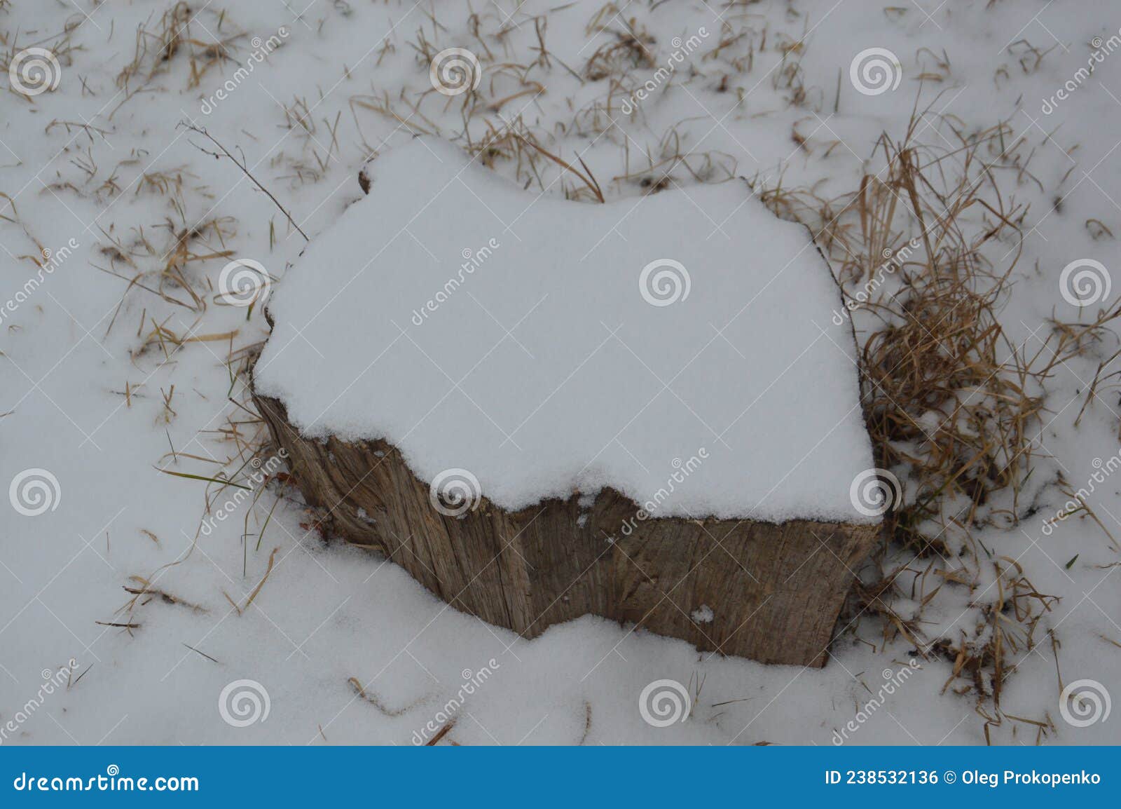 Tree Stump in Winter in the Snow Stock Photo - Image of forestry, color ...