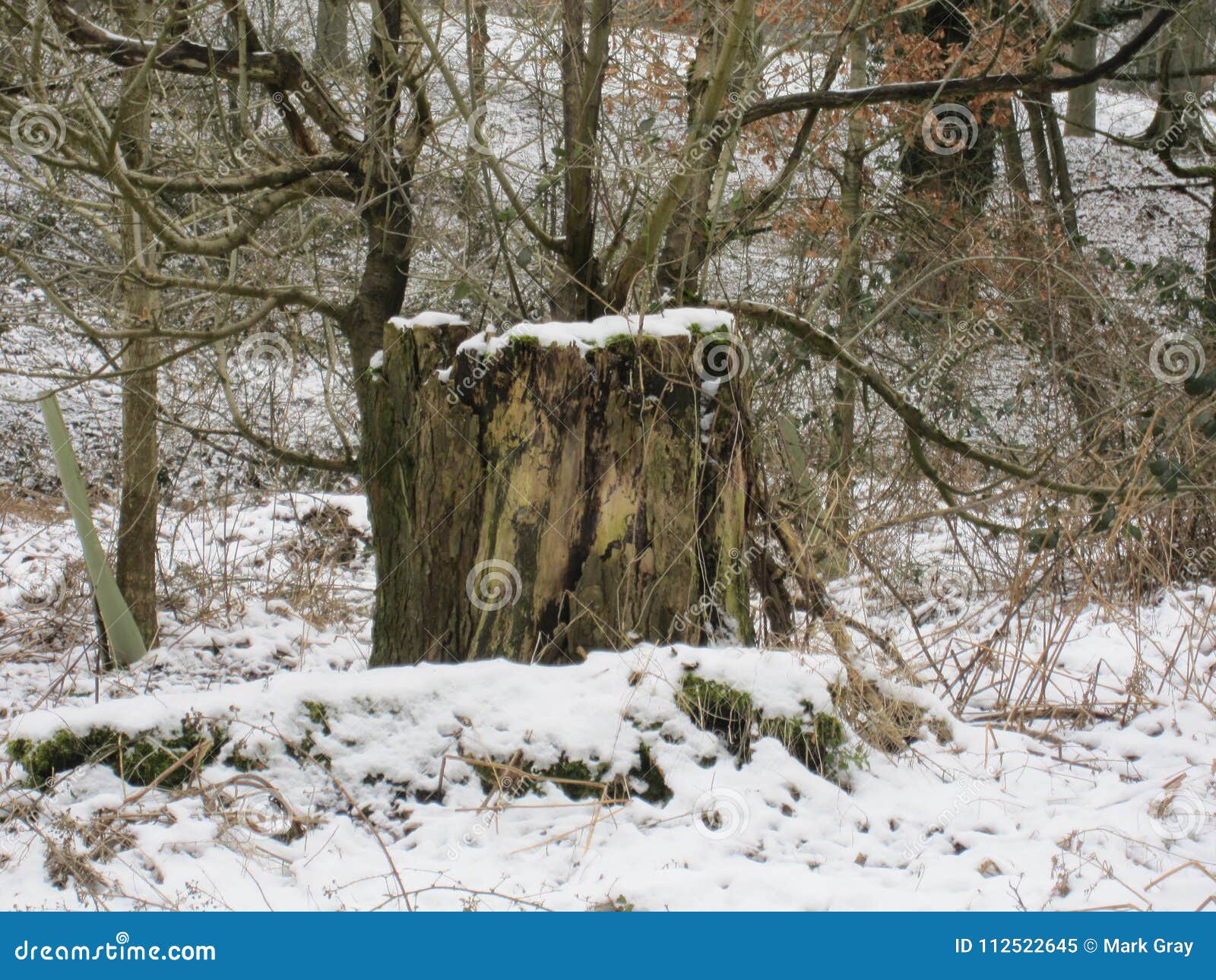 Tree Stump in Winter stock image. Image of forest, winter - 112522645