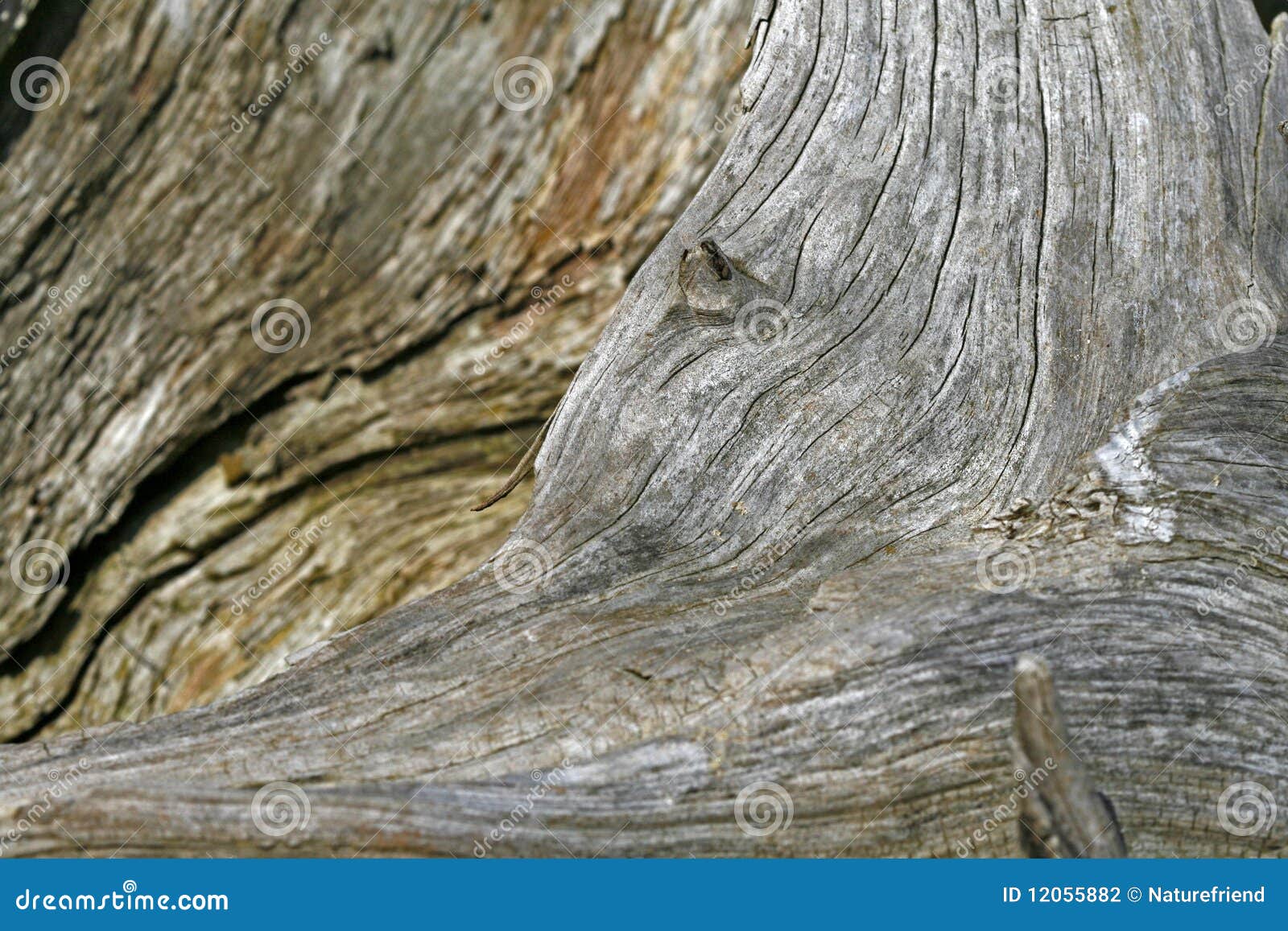 Tree stump, wood structure stock photo. Image of wood - 12055882