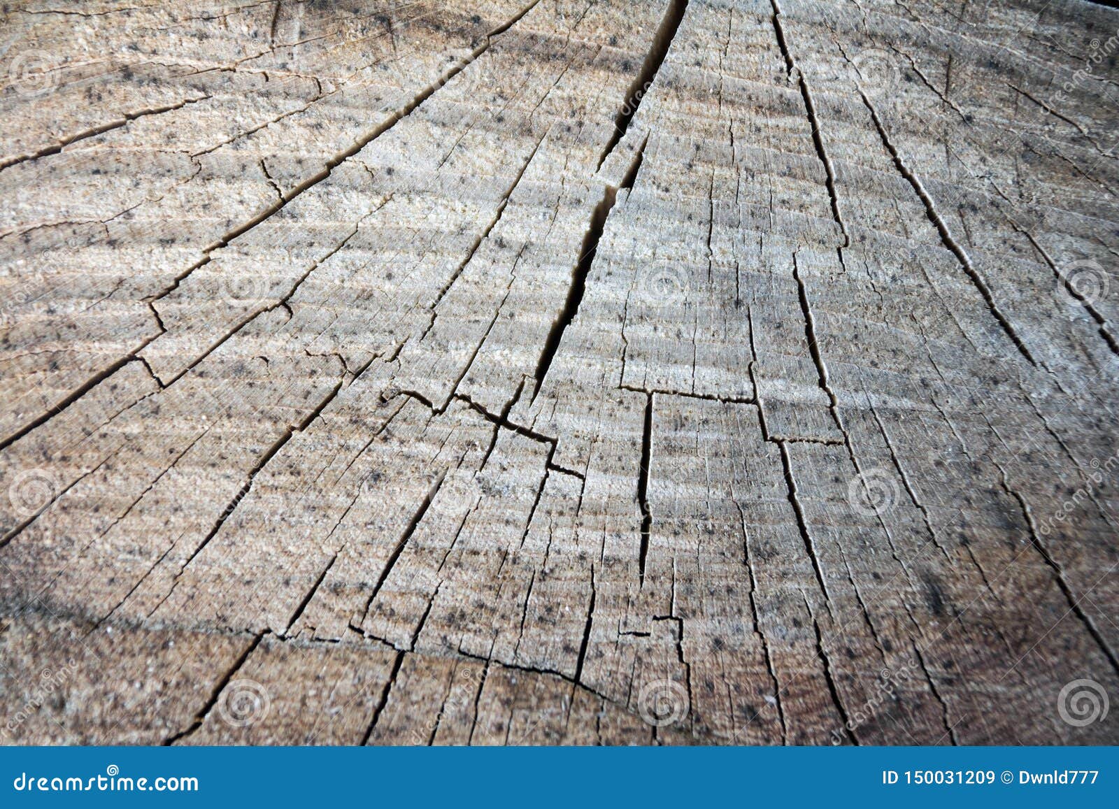Stump Or Wood Texture Royalty-Free Stock Image | CartoonDealer.com ...