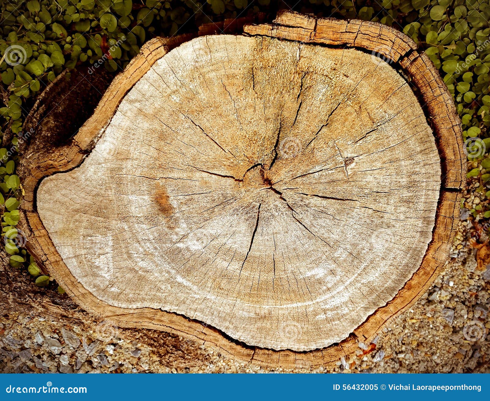 Tree stump, Wood texture stock image. Image of tree, element - 56432005
