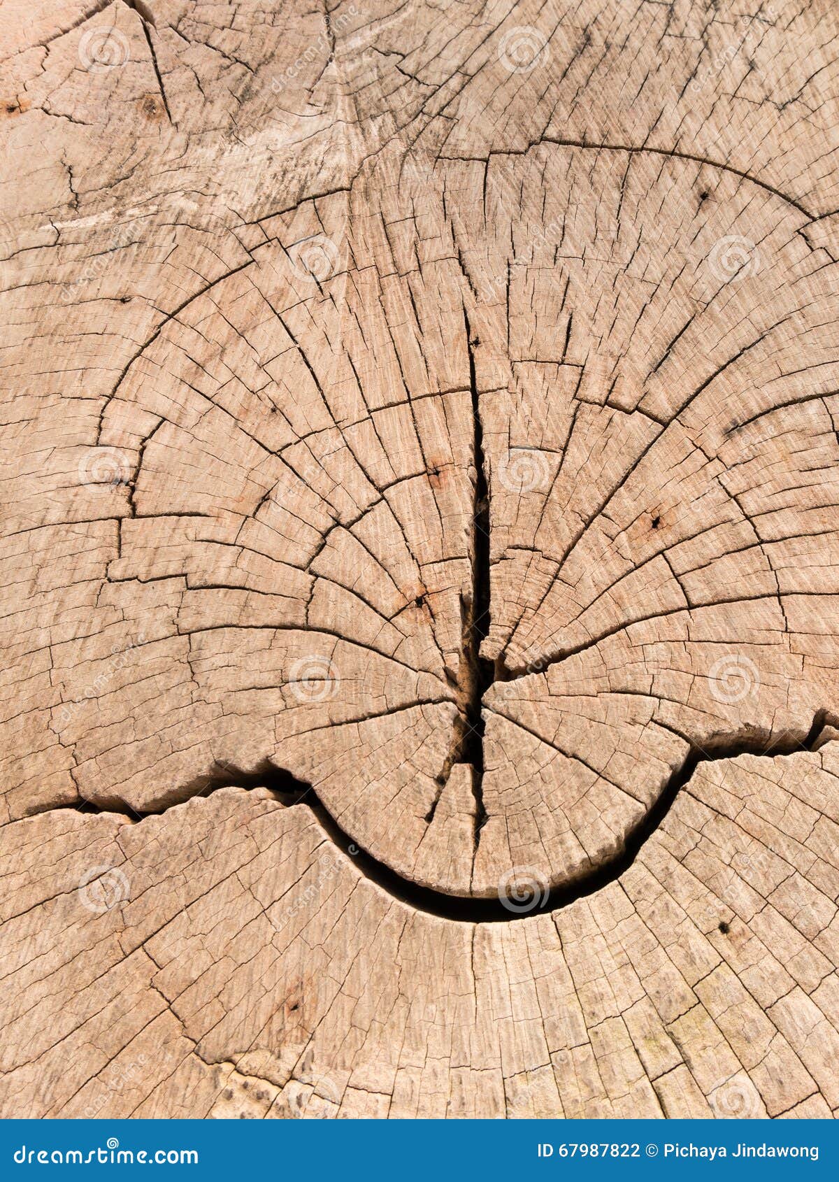 Tree Stump, Wooden Texture, Top View Stock Photo - Image of timber ...