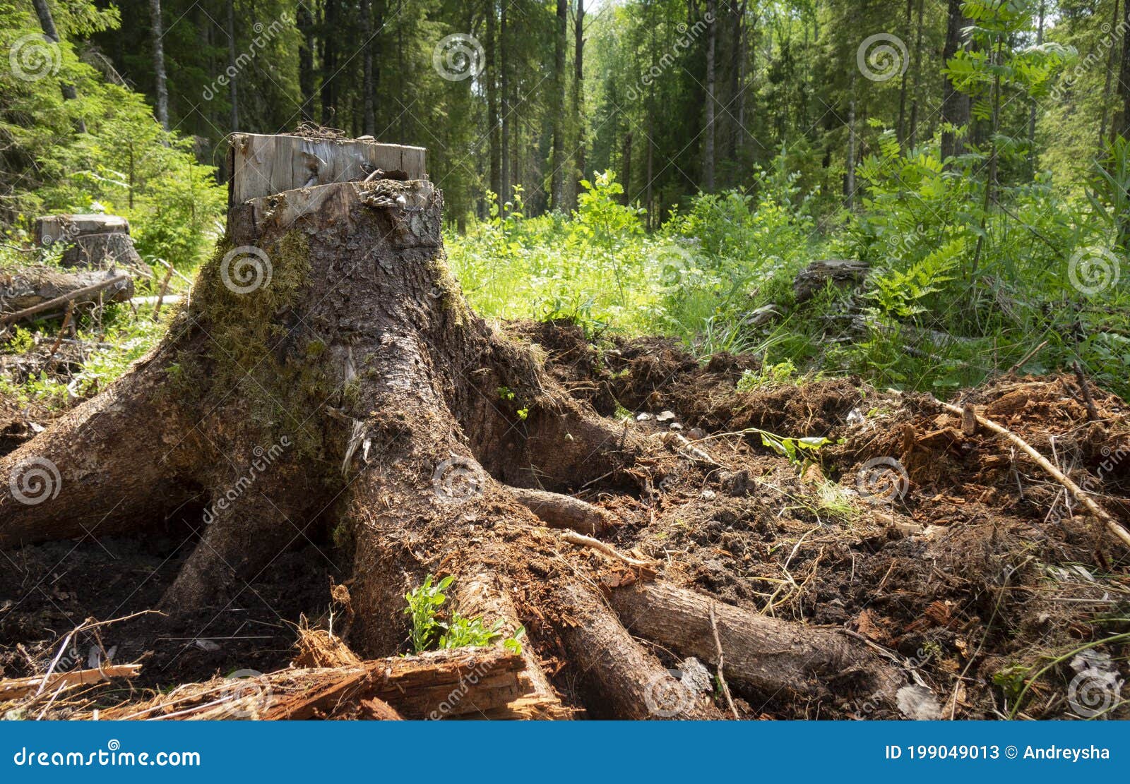 A Tree Stump in the Woods.Exploitation of Pine Forests Leads To ...
