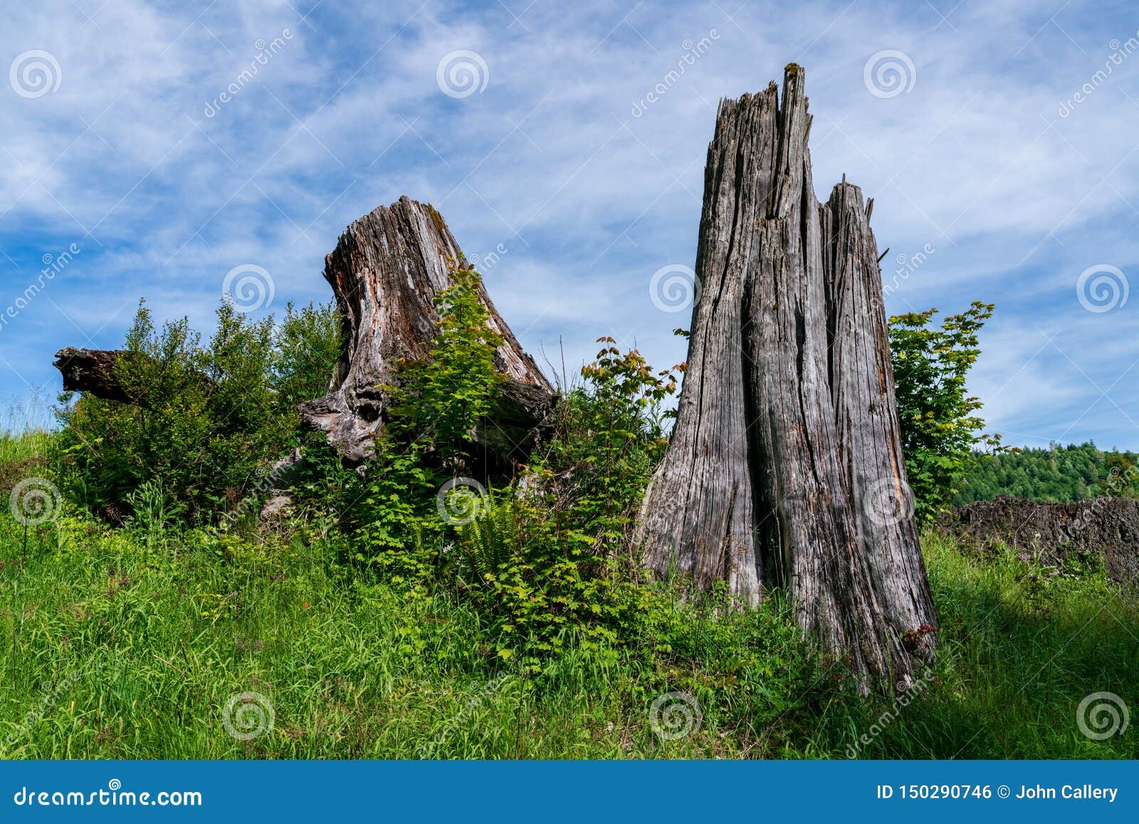 Tree Stumps Above Coldwater Lake Stock Photo - Image of clouds, tree ...