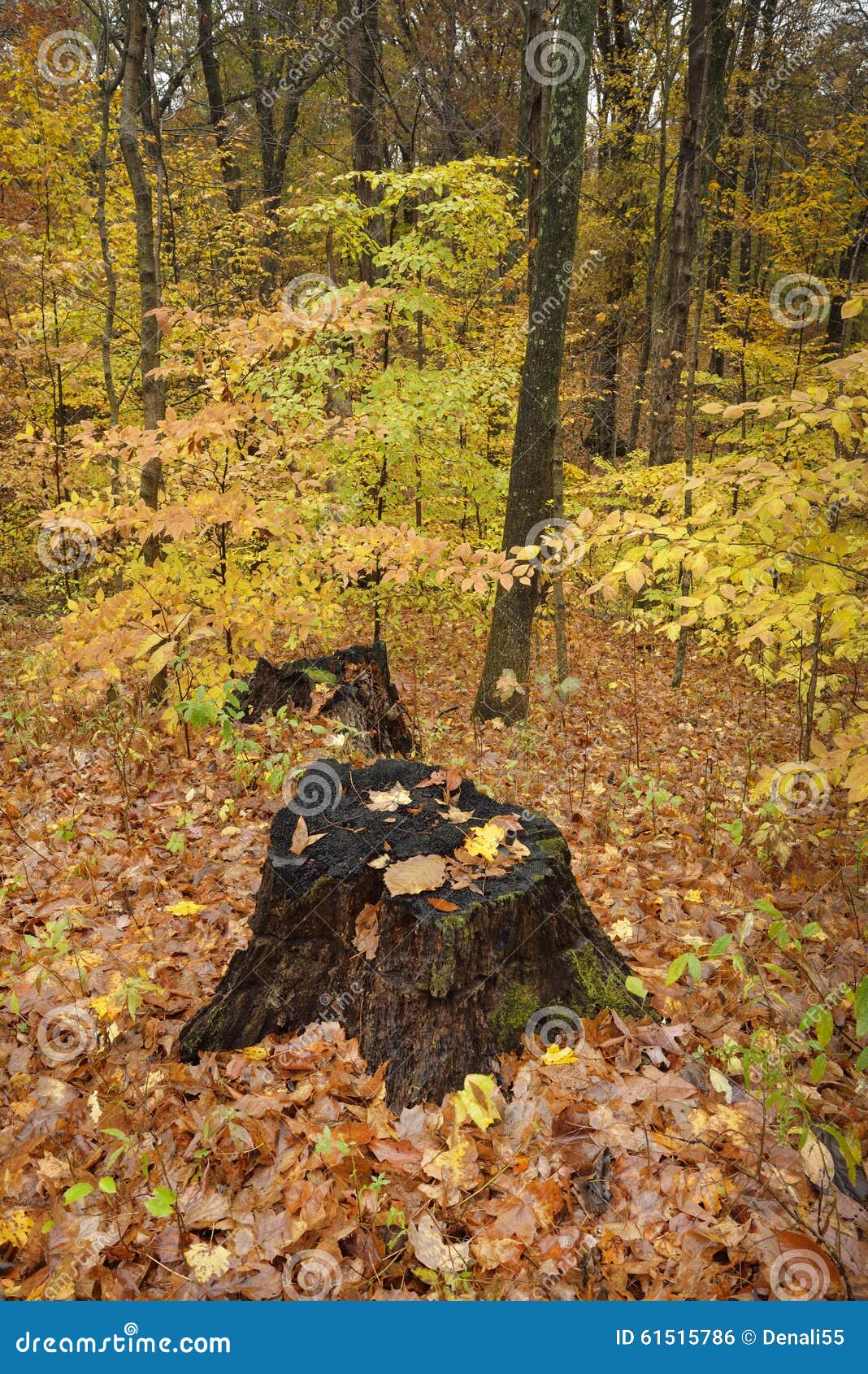 Tree stumps,autumn colors. stock photo. Image of season - 61515786