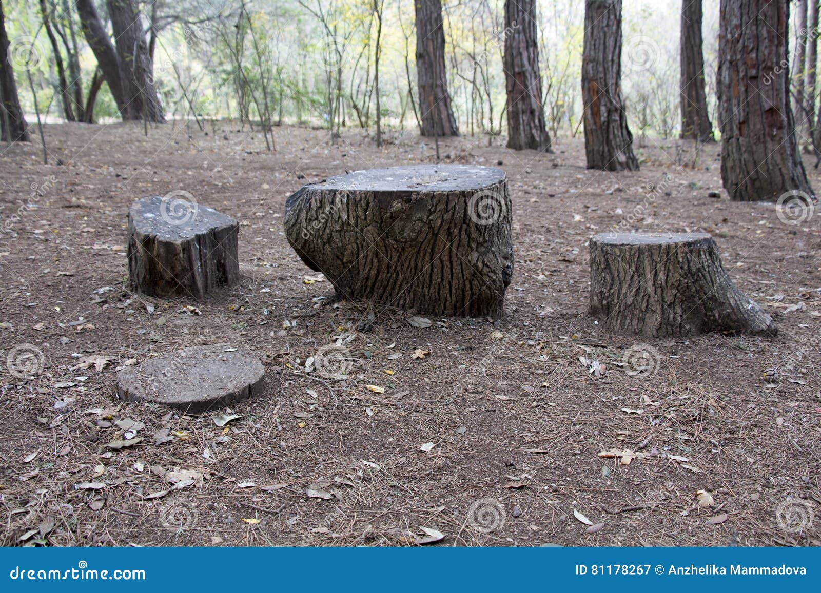 Tree stumps stock image. Image of towering, timber, pine - 81178267