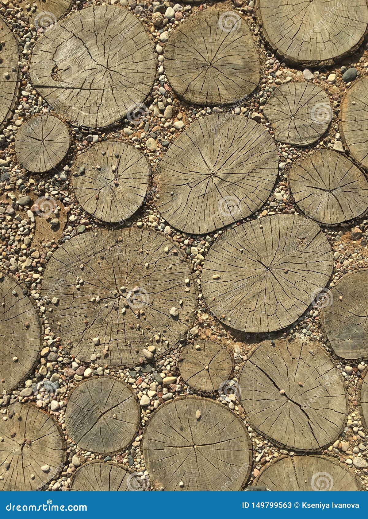 Tree Stumps Background. Round Teak Wood Tree Circle Stump Cutted Group ...