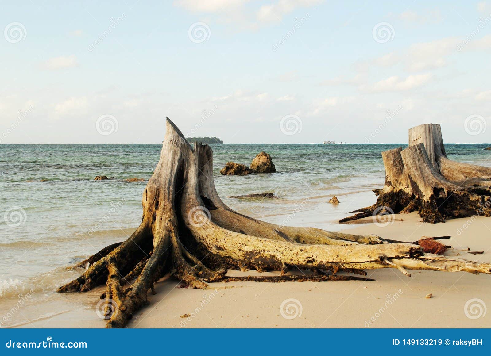 Tree stumps on the beach stock image. Image of beautiful - 149133219