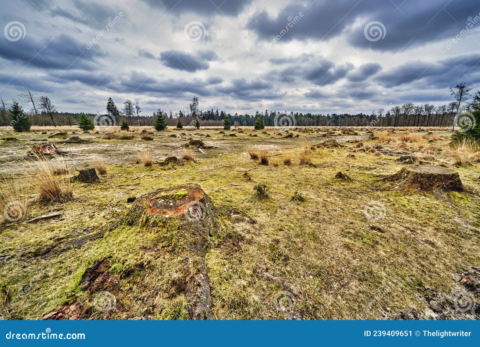 Tree Stumps in a Clear-cut Forest Field Stock Image - Image of ...