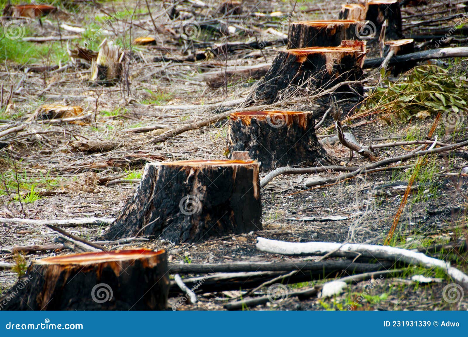 Tree Stumps Deforestation stock image. Image of wooden - 231931339