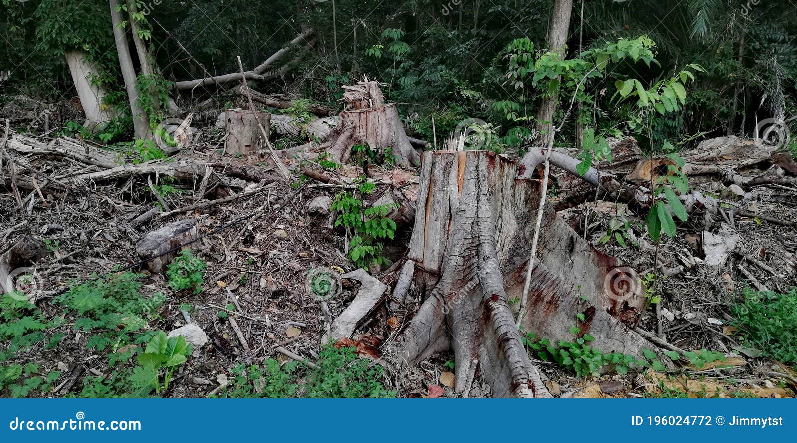 Tree Stumps in Deforested Area Stock Photo - Image of grotesque ...