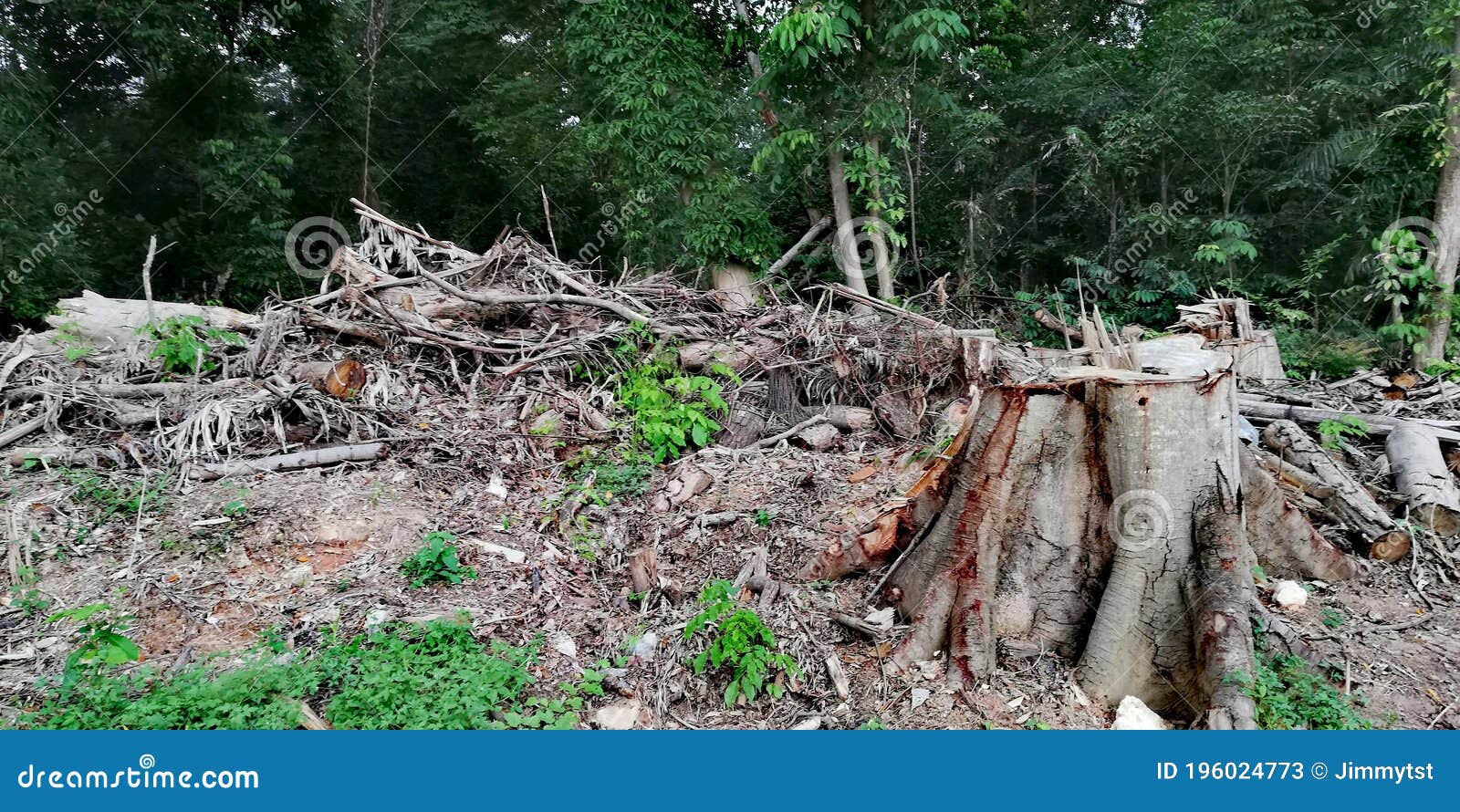 Tree Stumps in Deforested Area Stock Image - Image of deforested ...