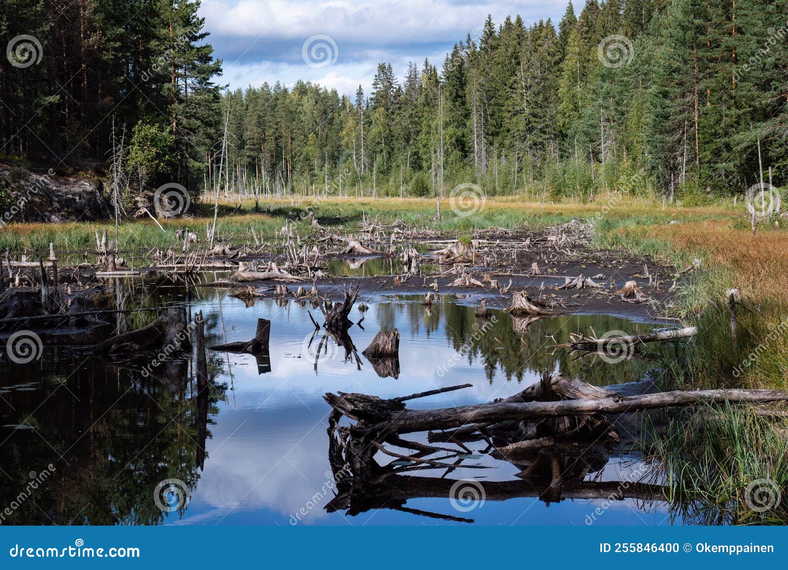 Tree Stumps on a Drying River Bed in Finland Stock Photo - Image of ...