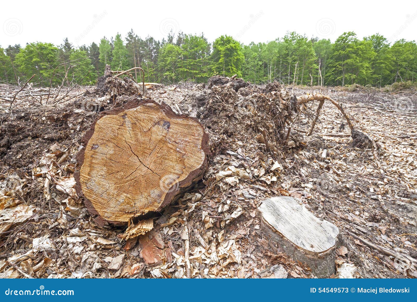 Tree Stumps on Felled Forest. Stock Image - Image of pine, fell: 54549573