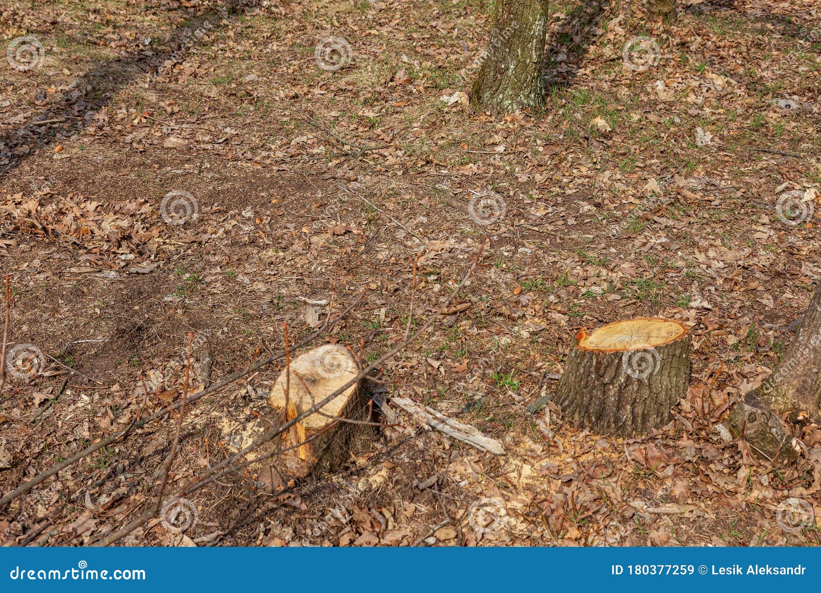 Tree Stumps and Felled Forest. Deforested Area in a Forest with Cutted ...