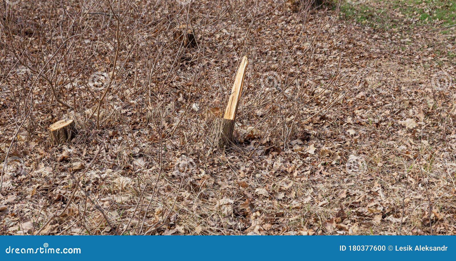 Tree Stumps and Felled Forest. Deforested Area in a Forest with Cutted ...