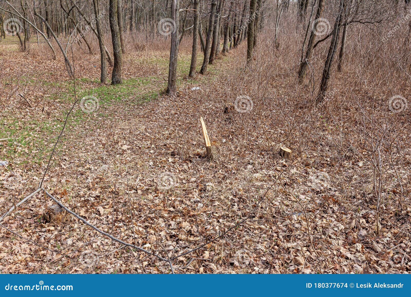 Tree Stumps and Felled Forest. Deforested Area in a Forest with Cutted ...