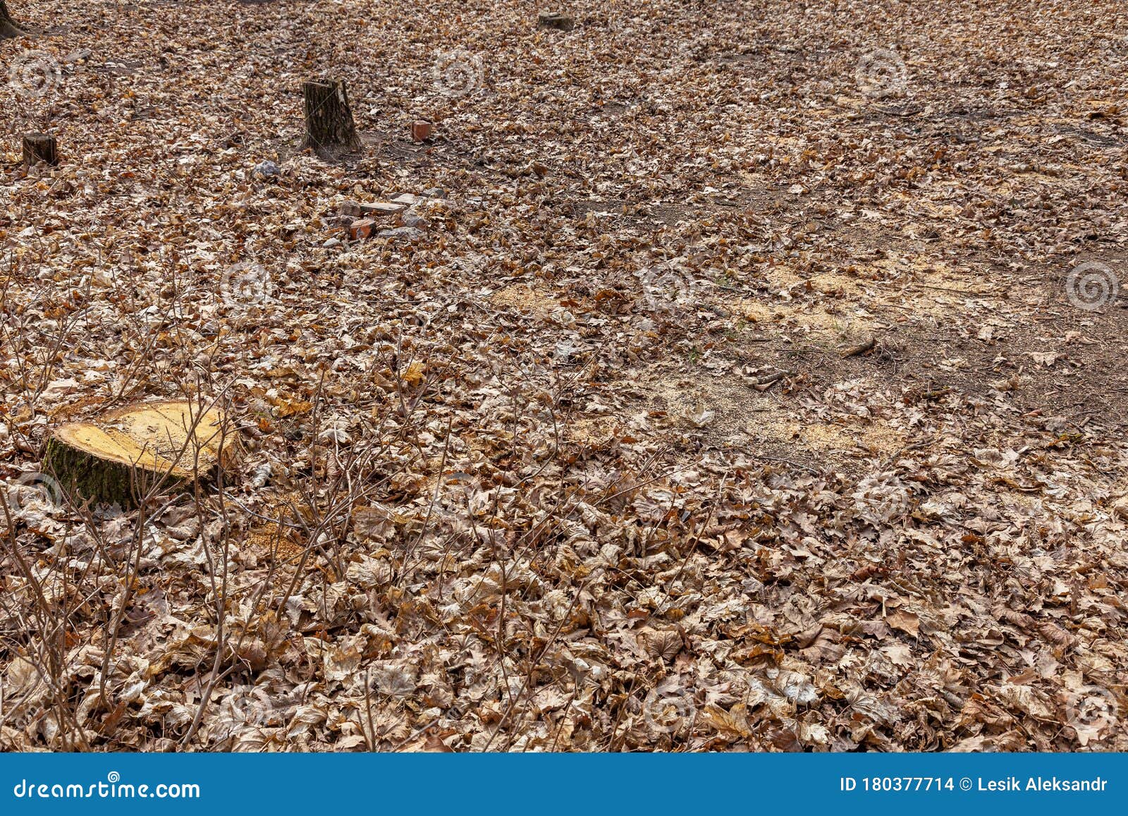Tree Stumps and Felled Forest. Deforested Area in a Forest with Cutted ...