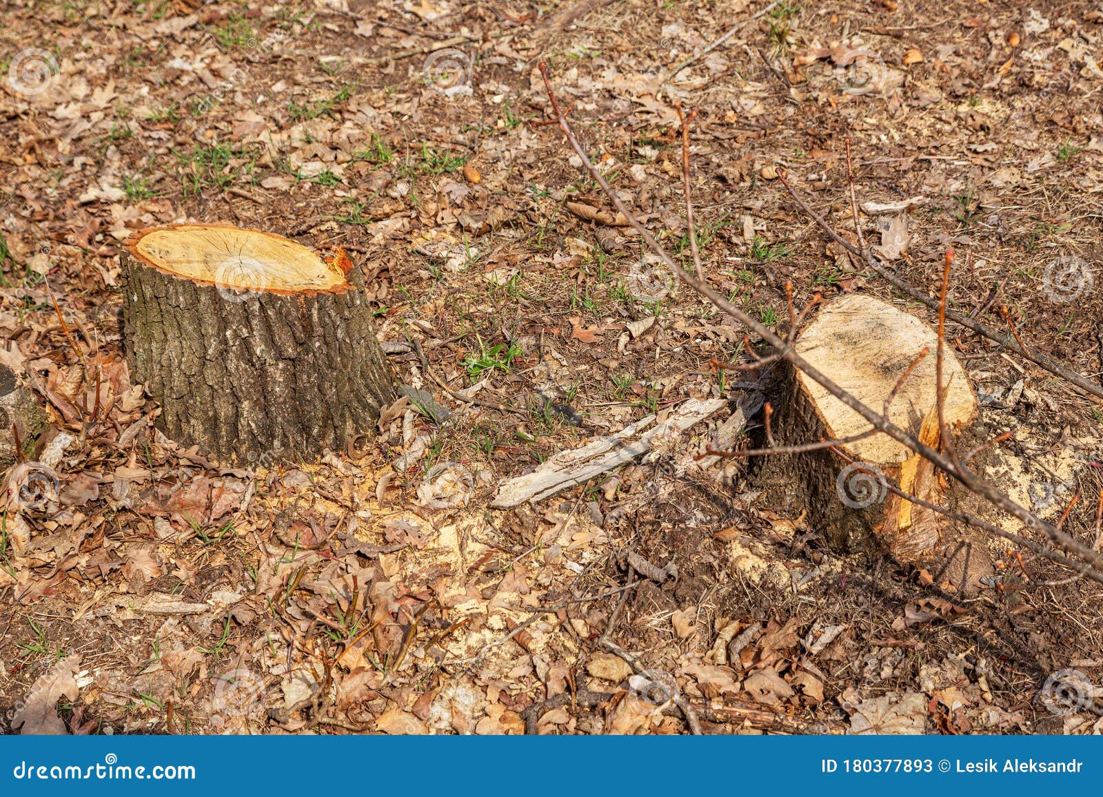 Tree Stumps and Felled Forest. Deforested Area in a Forest with Cutted ...
