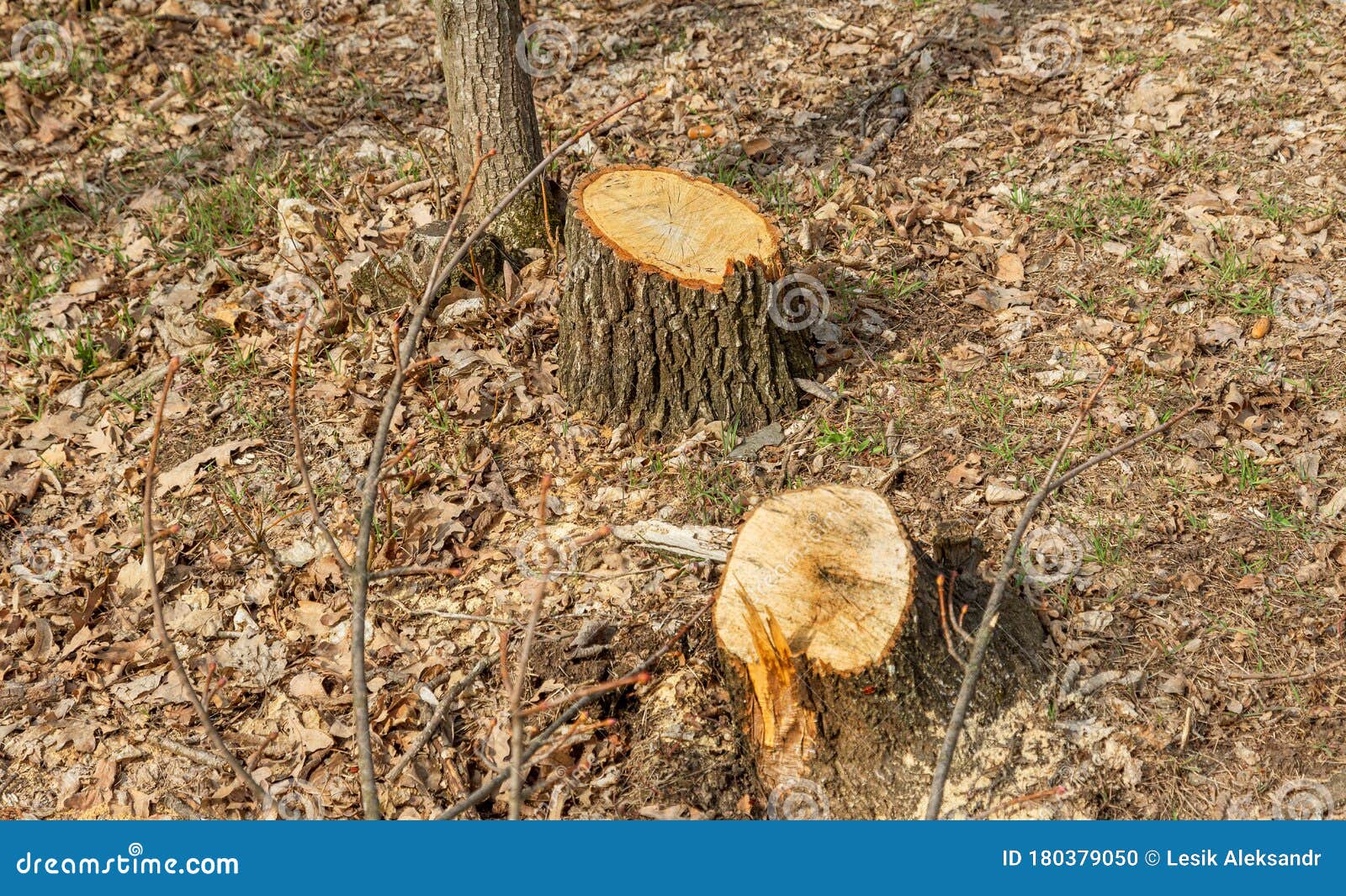 Tree Stumps and Felled Forest. Deforested Area in a Forest with Cutted ...
