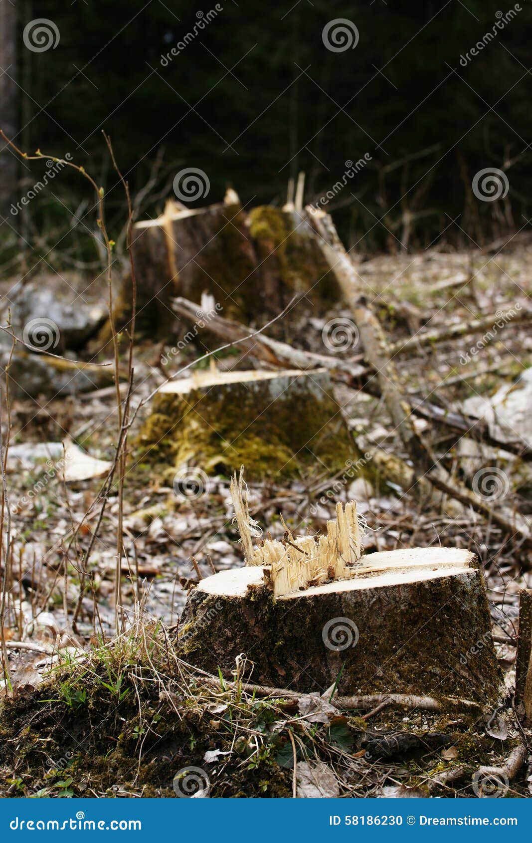 Tree stumps stock photo. Image of clear, treestumps, stump - 58186230