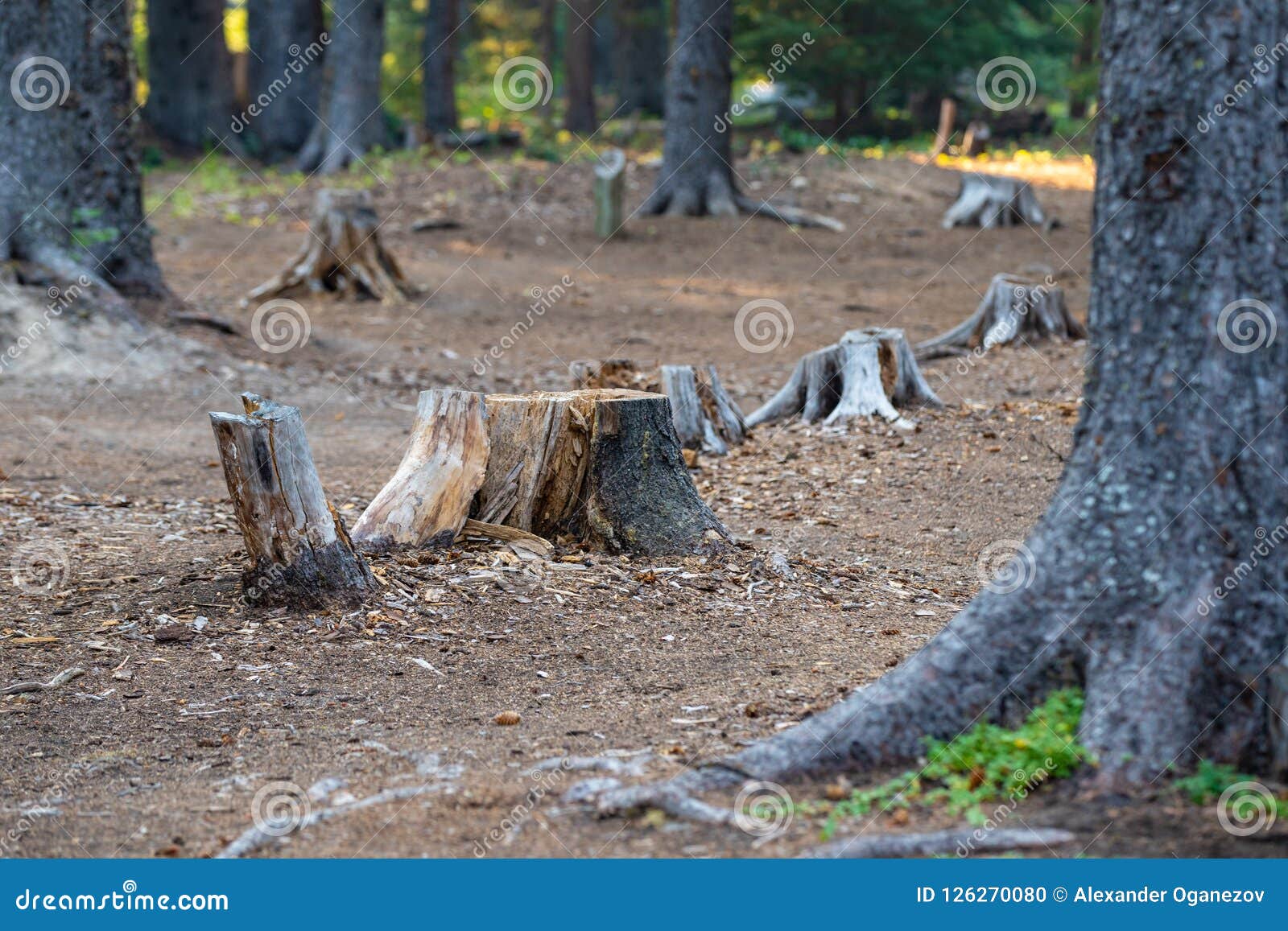 Tree stumps in the forest stock photo. Image of outdoor - 126270080
