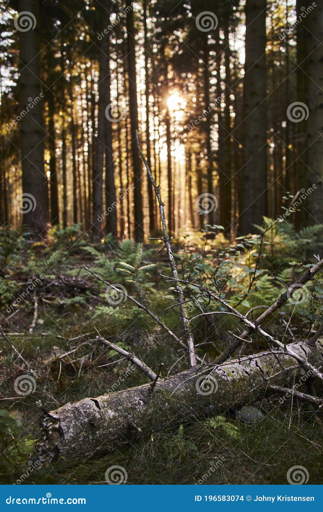 Tree Stumps on the Ground in a Forest Stock Photo - Image of forest ...