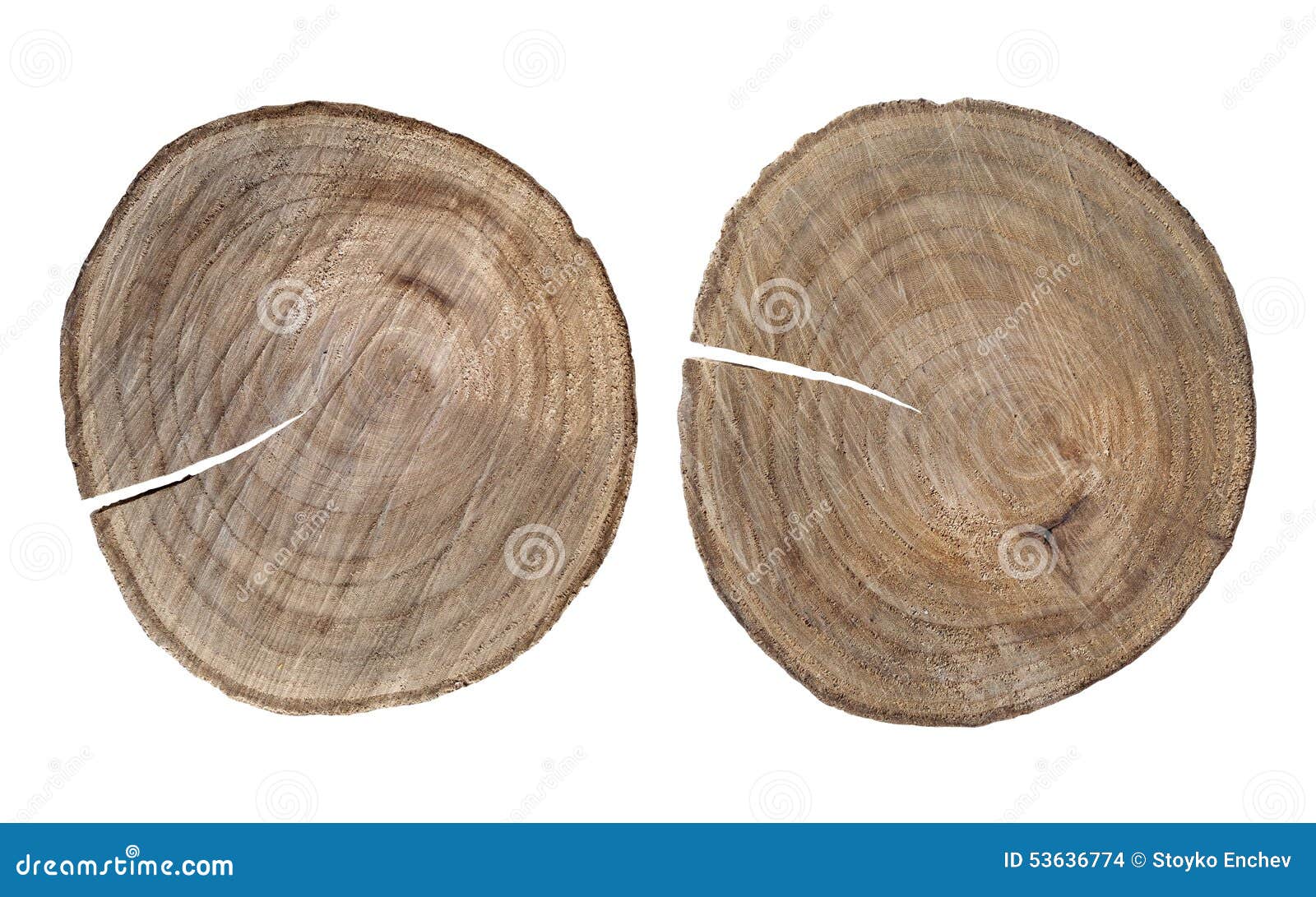 Tree Stumps Isolated On White Background Stock Photo - Image of wood ...