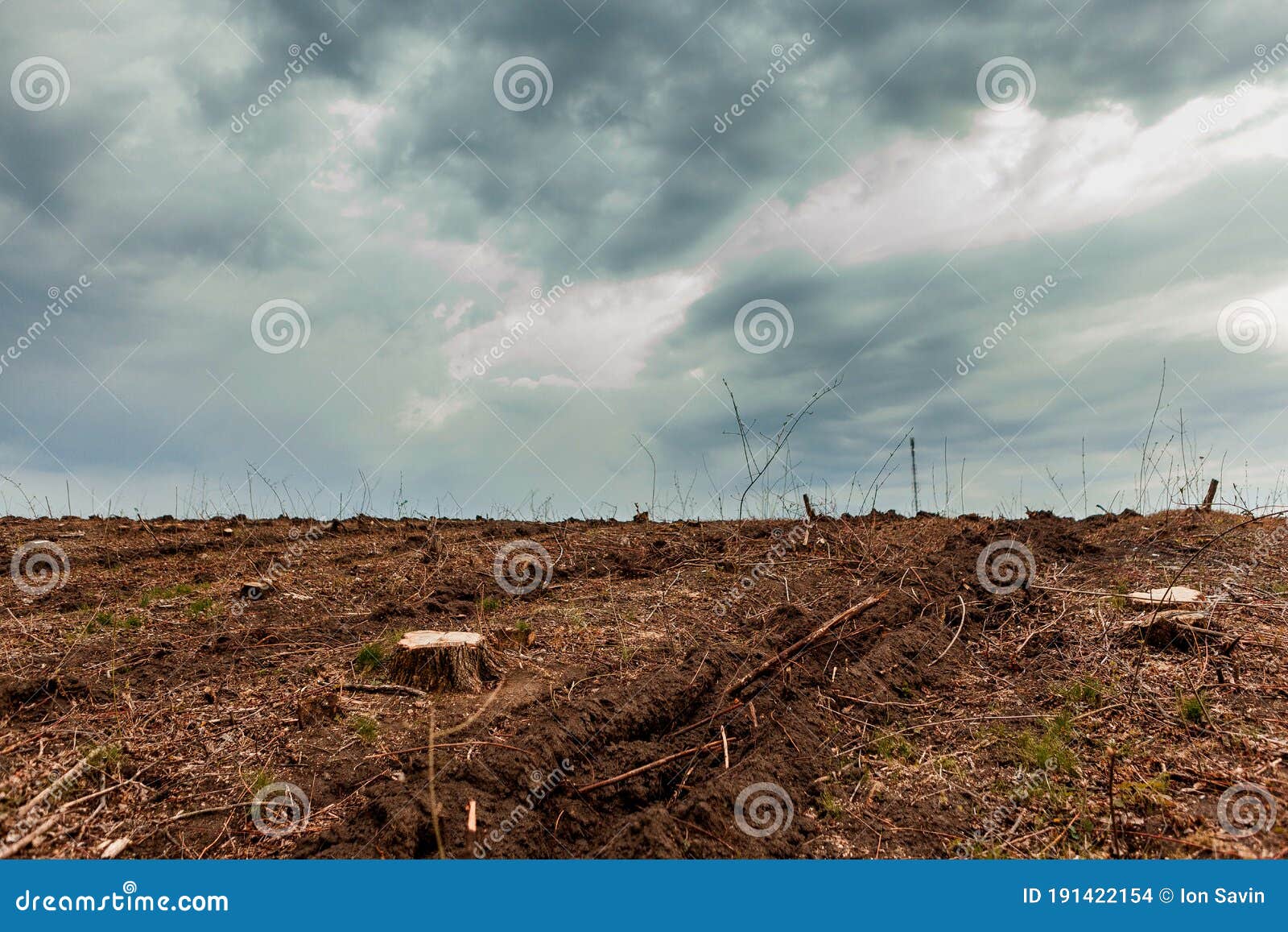Tree Stumps Left after Deforestation Stock Photo - Image of roots ...