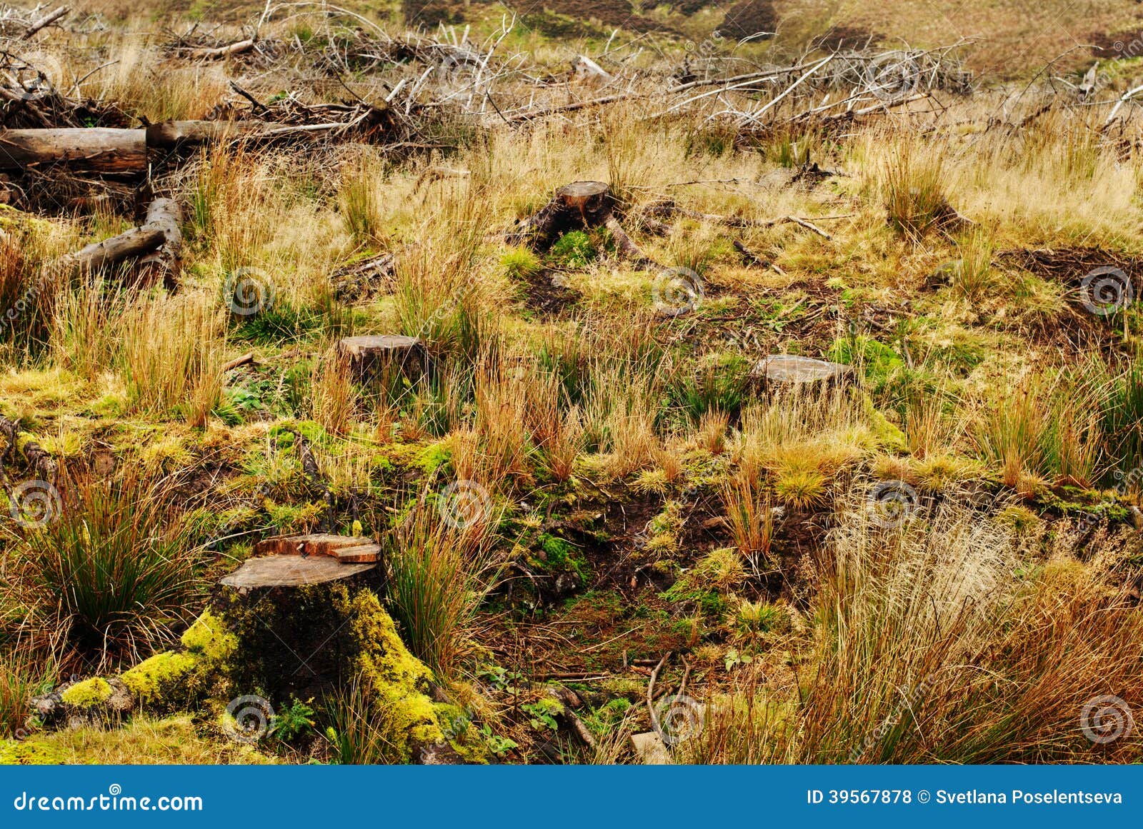 Tree stumps stock photo. Image of nature, deforestation - 39567878