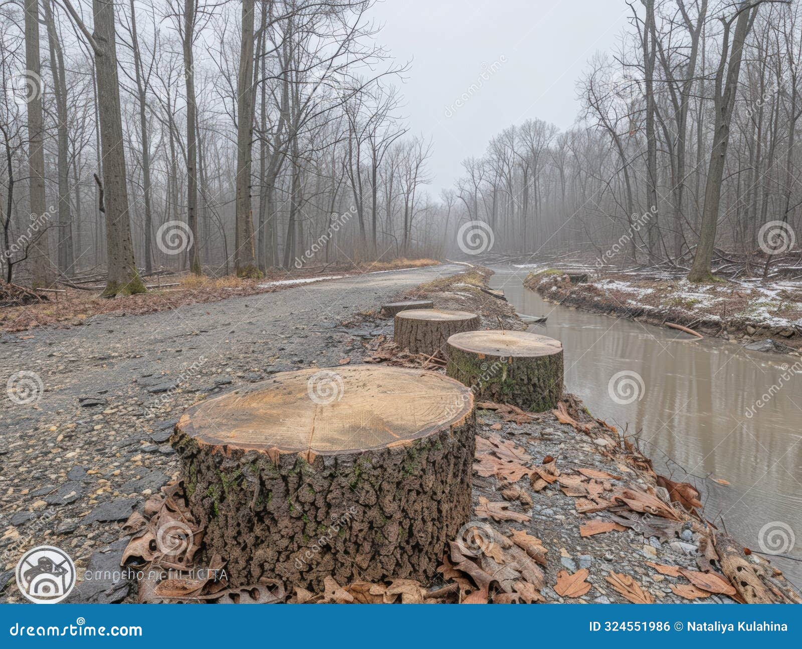 Tree Stumps Line a Deserted Path in a Misty Forest Stock Photo - Image ...
