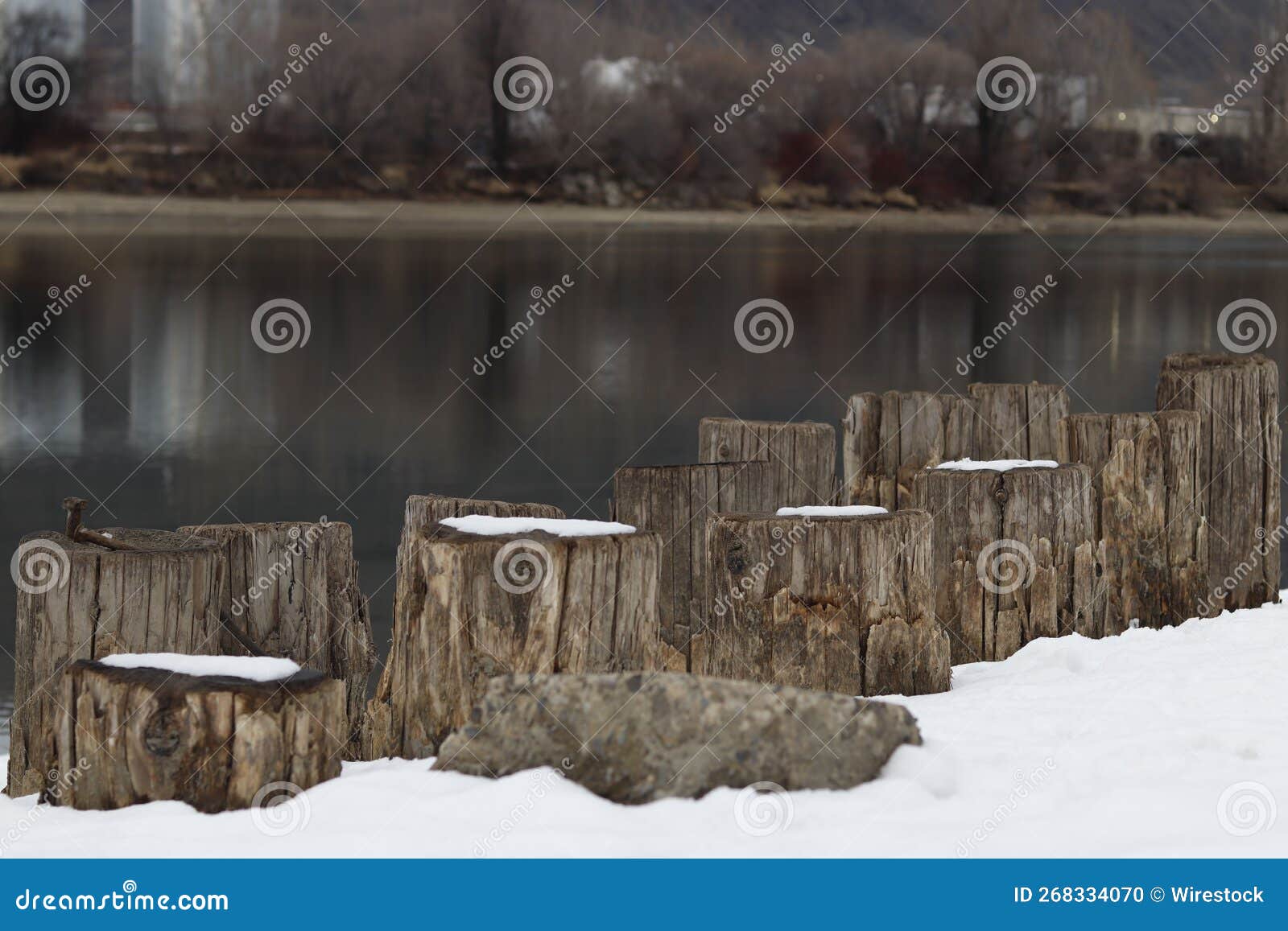 Tree Stumps Near a Frozen Lake Stock Photo - Image of beautiful, park ...
