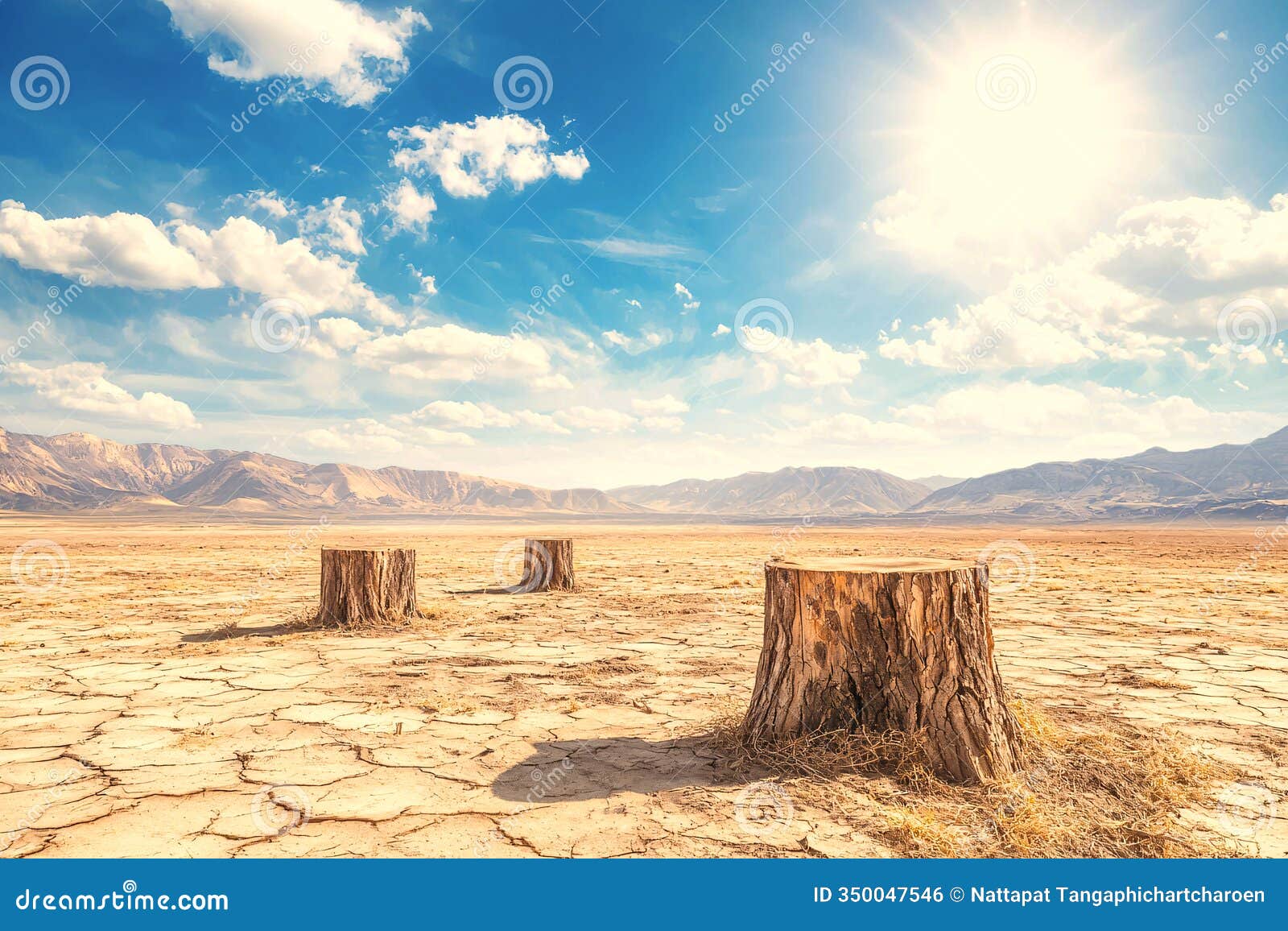 Tree Stumps in a Once Lush Forest Now a Desert, Signs of Deforestation ...