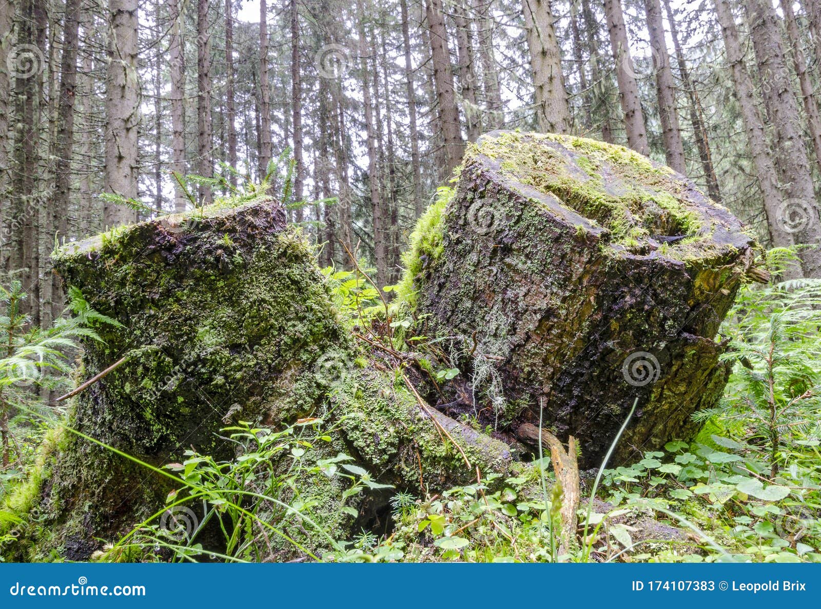 Tree Stumps Overgrown by Moss Stock Image - Image of stub, nature ...