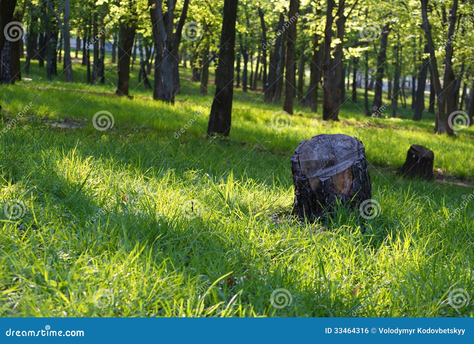 Tree Stumps. Royalty-Free Stock Photography | CartoonDealer.com #30130709