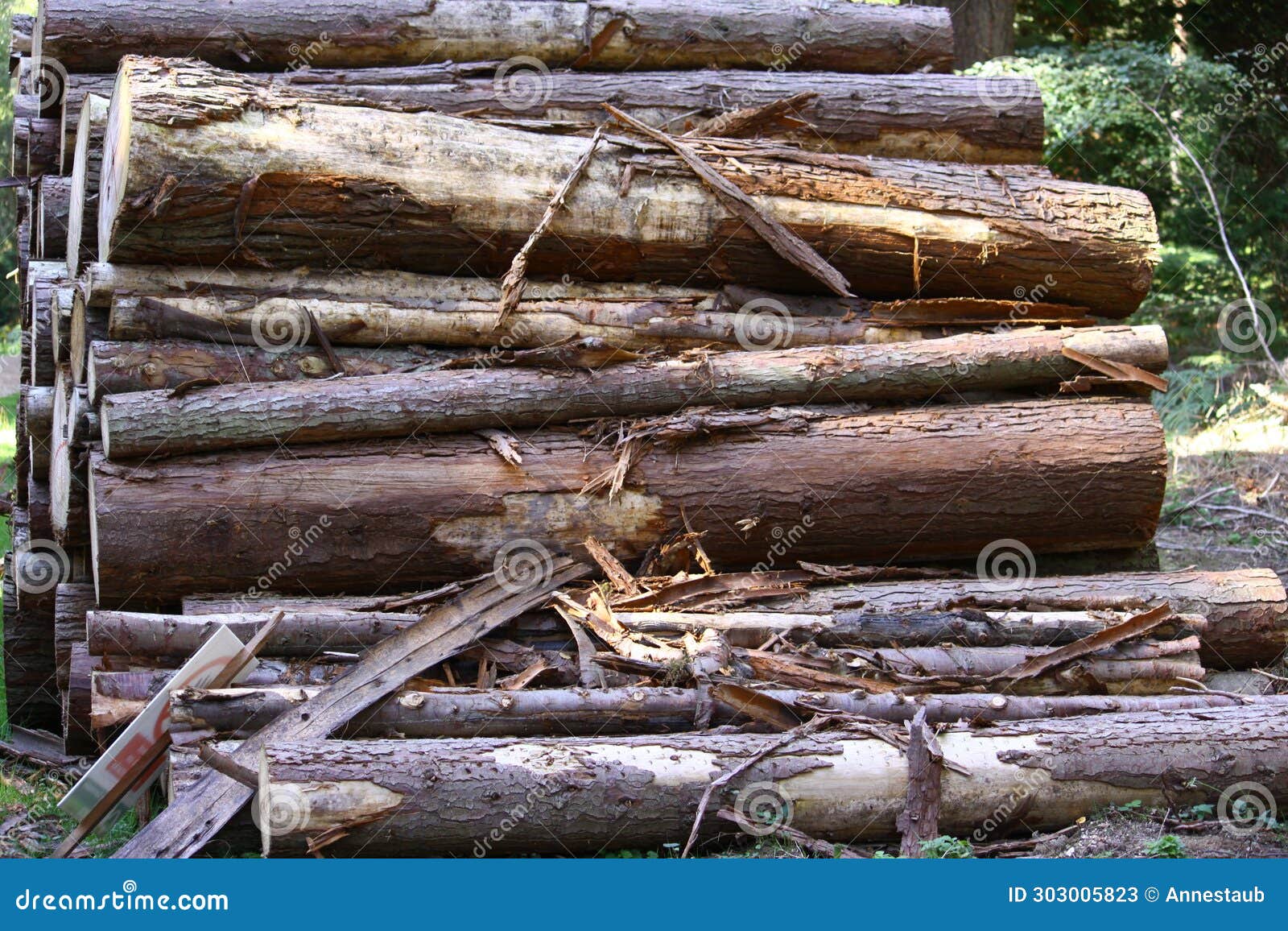 Tree stumps stock image. Image of woods, branch, wildlife - 303005823