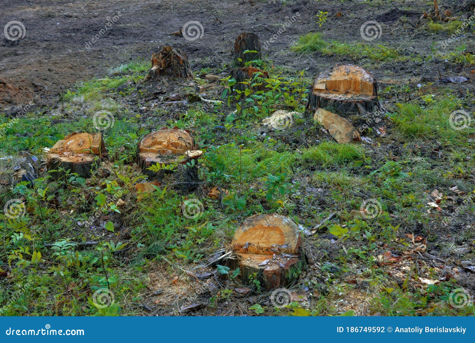 Tree Stumps of a Pine Trees. Stump of Freshly Cut Conifers in the ...