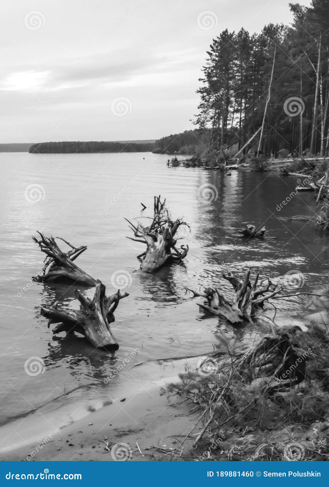 Tree Stumps and Roots in the Water in River Coast Stock Photo - Image ...
