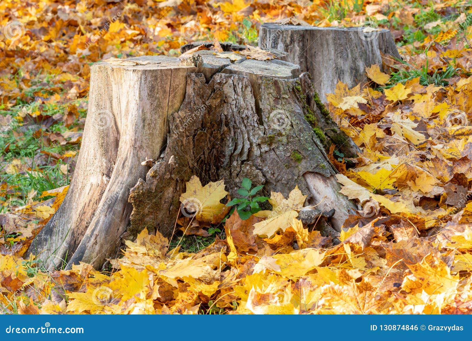 Tree Stumps in Autumn Forest Stock Photo - Image of dirty, autumn ...