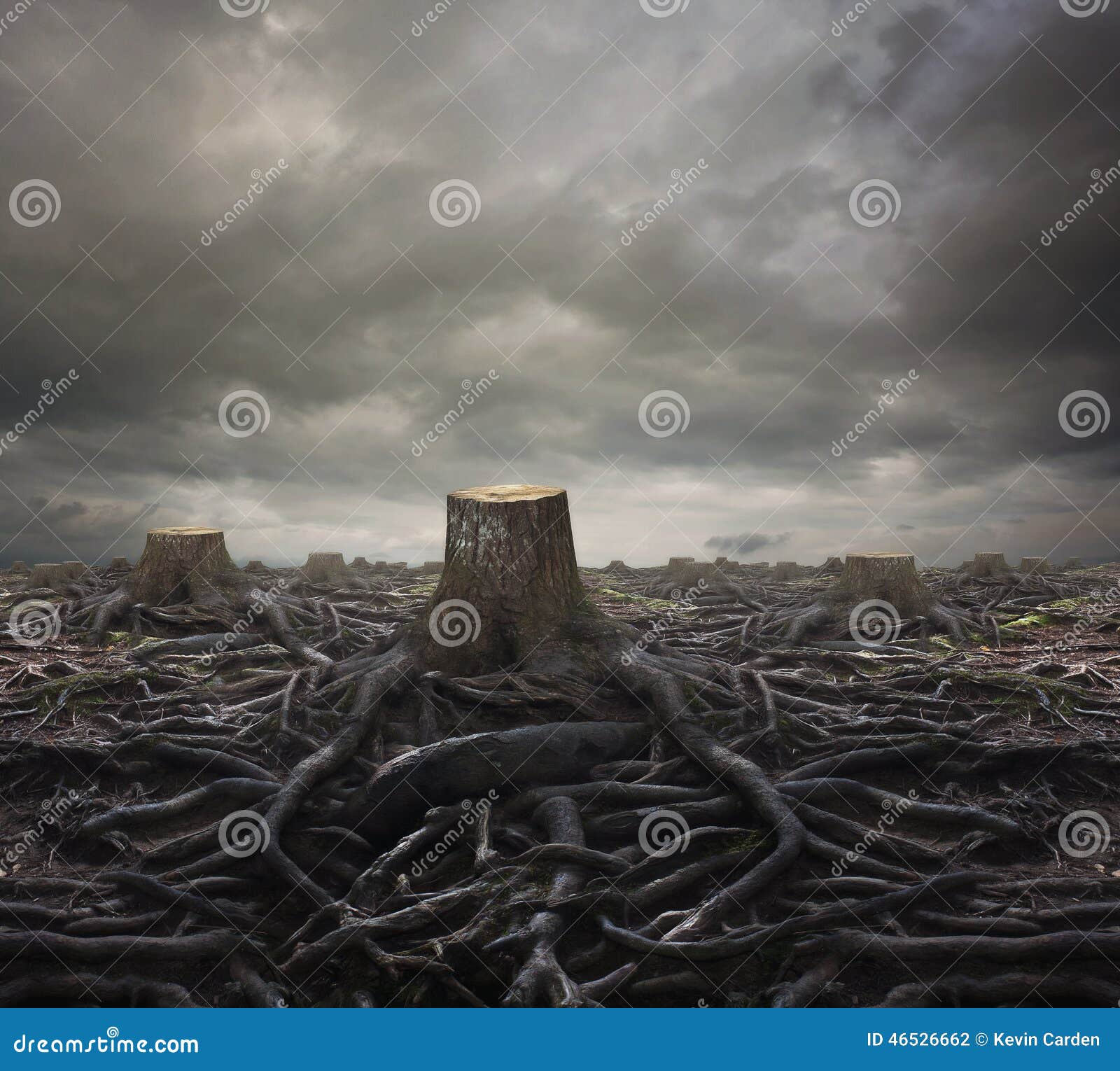 Tree stumps stock photo. Image of forest, clouds, fire - 46526662