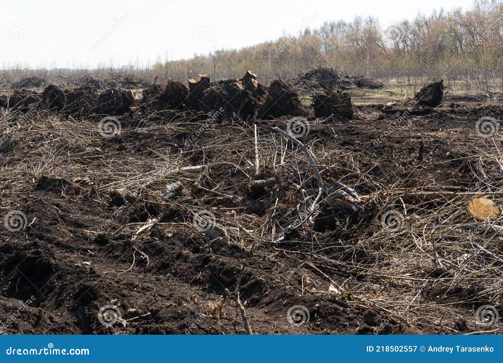The Tree Stumps Was Uprooted from the Ground Stock Image - Image of ...