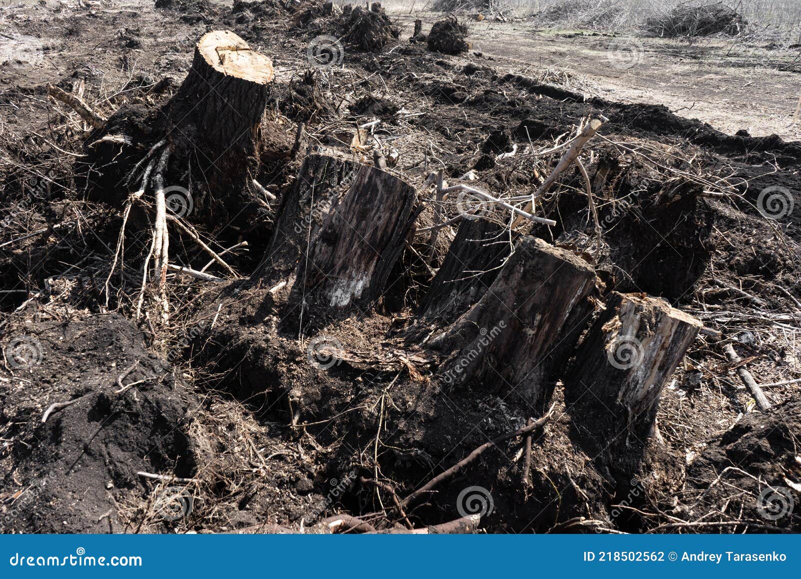 The Tree Stumps Was Uprooted from the Ground Stock Photo - Image of ...
