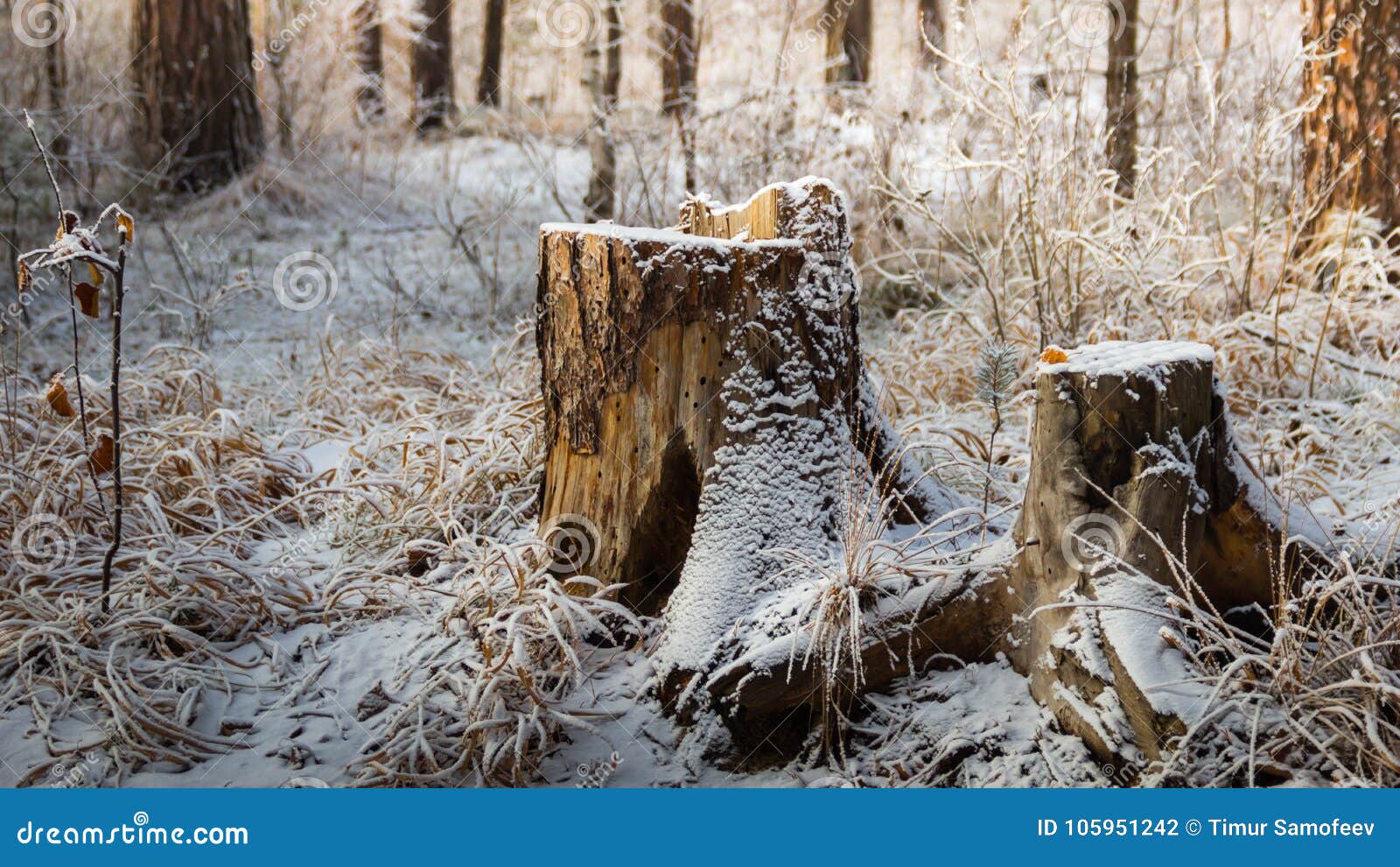 Tree Stumps in the Winter and Snow Russia Stock Photo - Image of ...