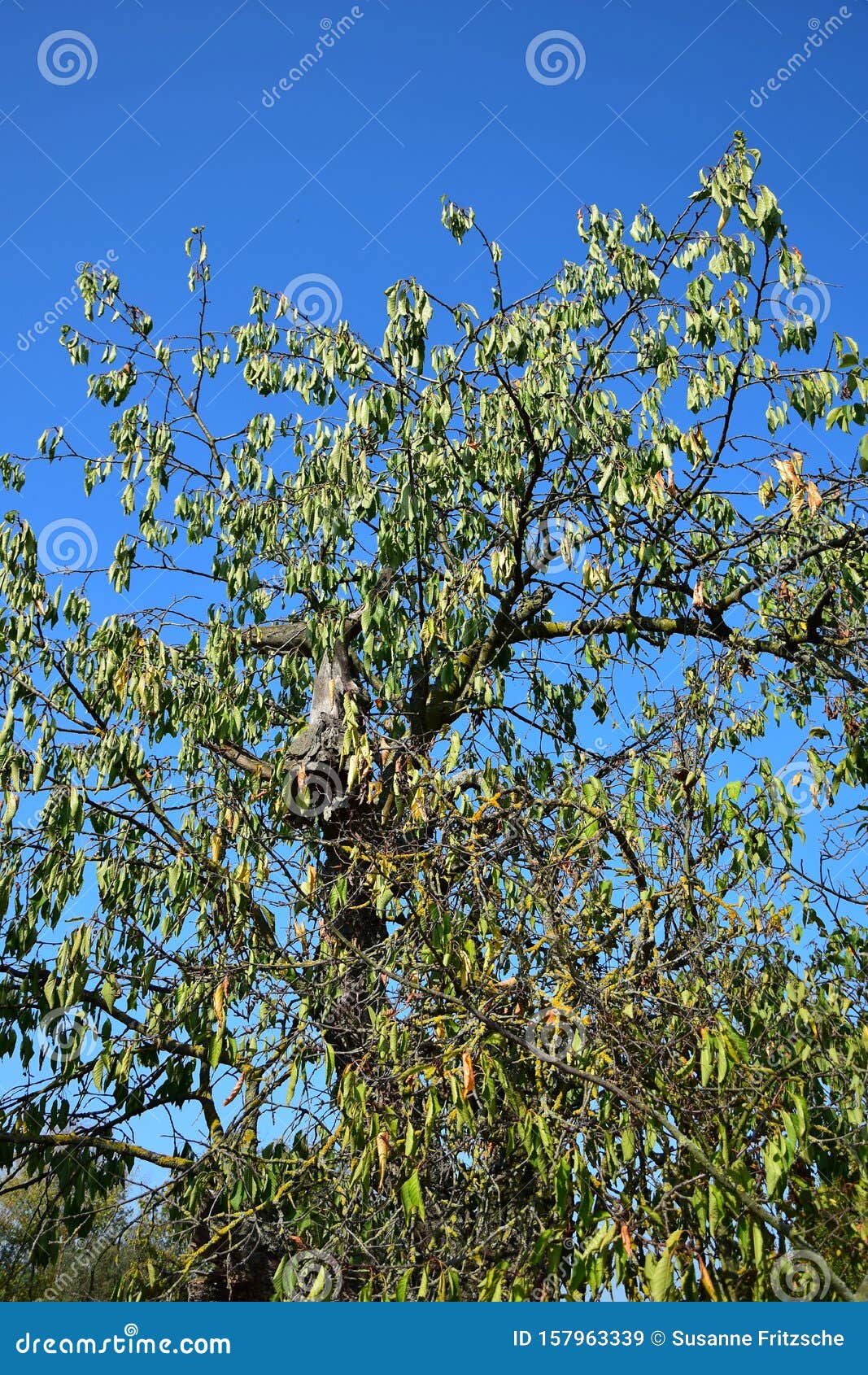 A Tree Suffering from Dryness Stock Image - Image of ecology, plants ...